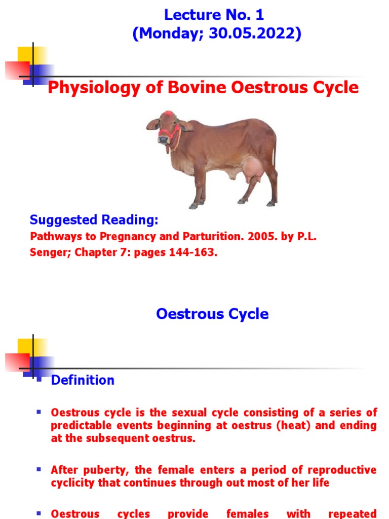Physiology of Bovine Oestrous Cycle: Suggested Reading | PDF ...