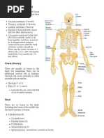Skeletal System 206 Bones Comprehensive List | PDF | Skull | Musculoskeletal System