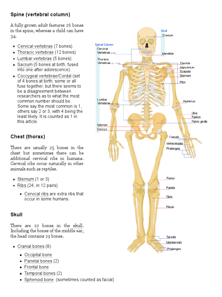 List of Bones of The Human Skeleton - Wikipedia | PDF | Skull ...