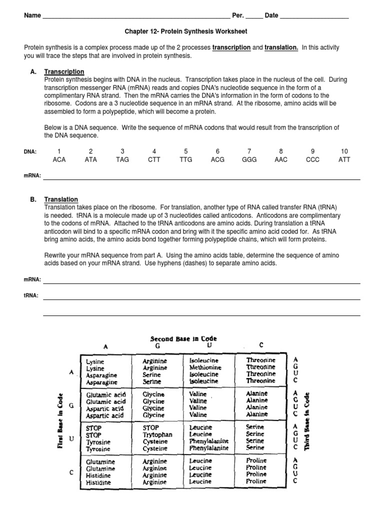 Name - Per. - Date - Chapter 12-Protein Synthesis Worksheet | PDF ...