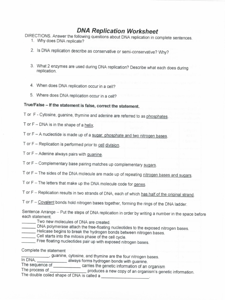 Dna Replication Worksheet 1(1) | PDF | Dna | Dna Replication