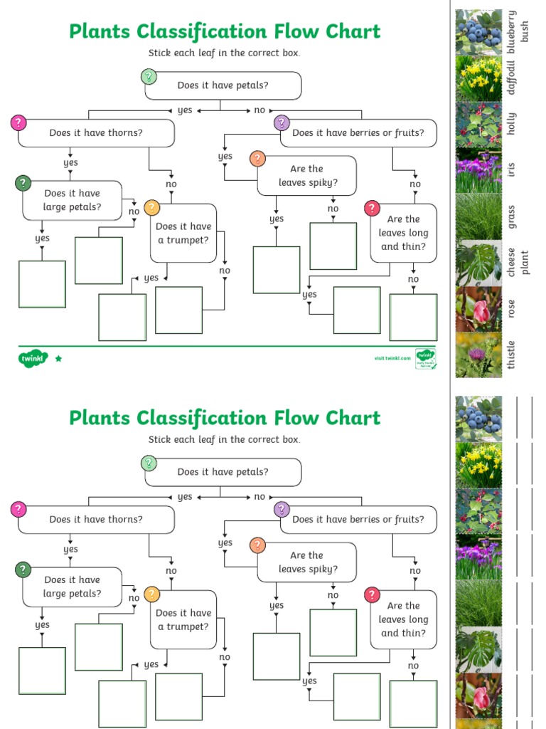 Plants Classification Flow Chart | PDF | Agriculture | Fruit