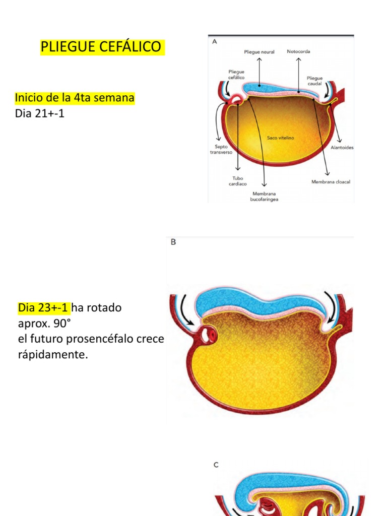 Pliegue Cefalico | PDF