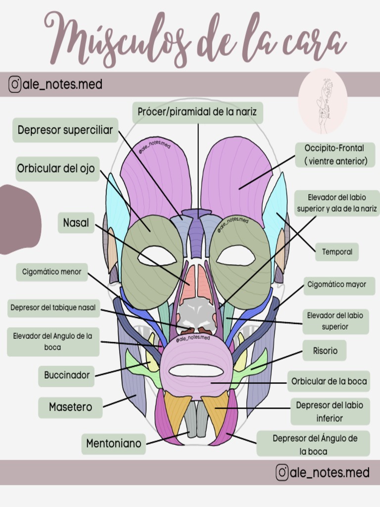 MUSCULOS DE LA CARA (1) | PDF | Anatomía | Cabeza y cuello humanos