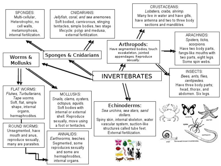 Invertebrates Chart