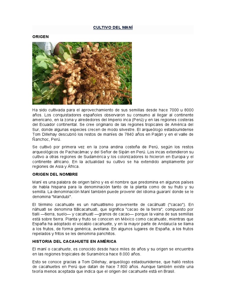 Origen Del Cultivo de Mani | PDF | Miseria | Ingredientes de comida