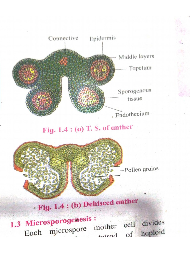 Biology Diagram PDF | PDF