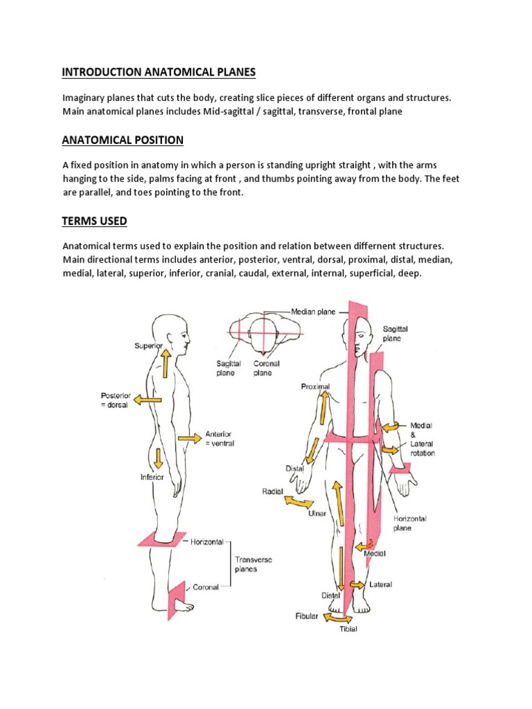 Lab 2.0 | PDF | Anatomical Terms Of Location | Anatomy