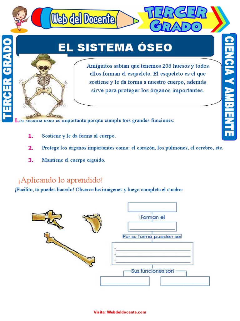 El Sistema óseo Para Tercer Grado De Primaria Pdf Hueso Esqueleto