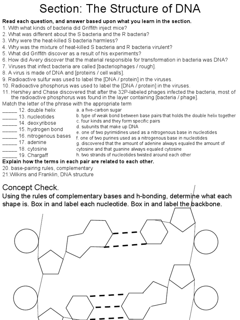 DNA DR In-Class Activities | PDF | Dna Replication | Gene