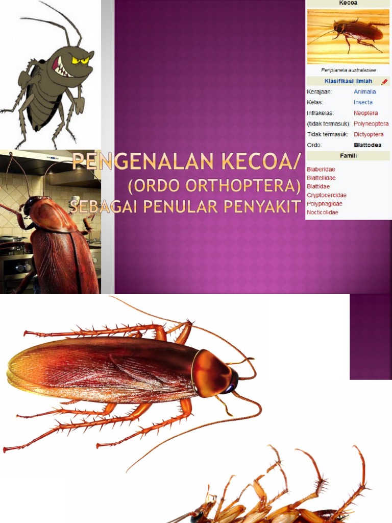 Morfologi dan Reproduksi Kecoa | PDF | Sains & Matematika | Kesehatan ...