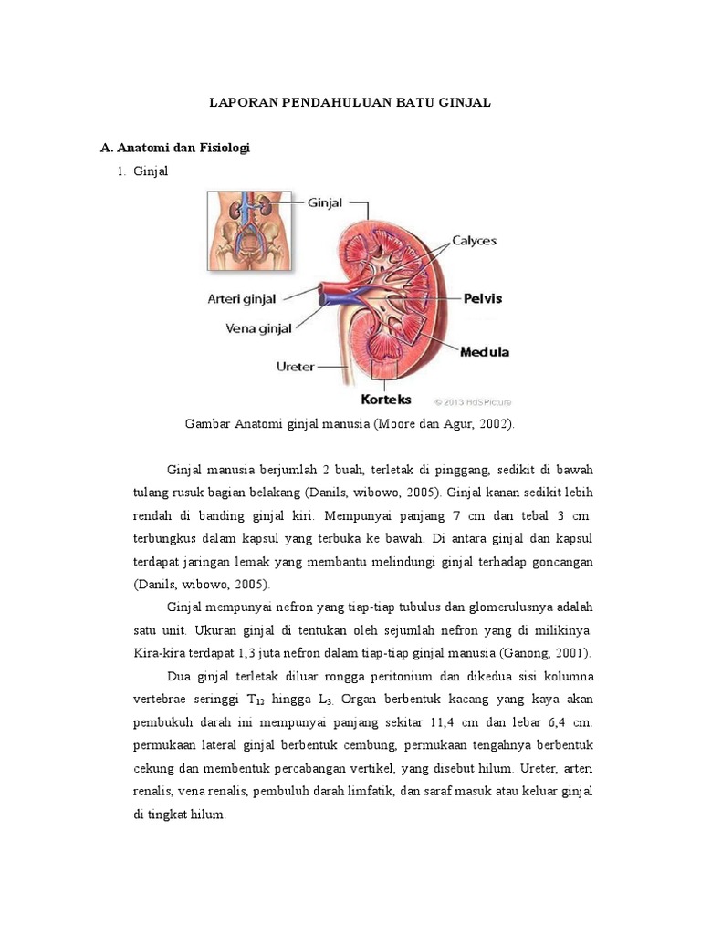 Batu Ginjal Ninaa | PDF | Sains & Matematika