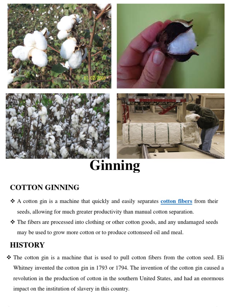 2.Ginning | PDF | Cotton | Cottonseed