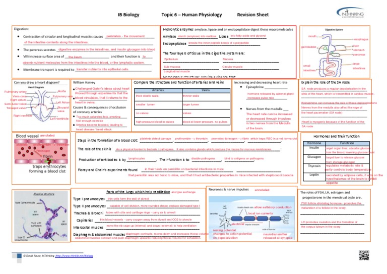 IB Biology Topic 6 - Human Physiology Revision Sheet | PDF | Heart ...