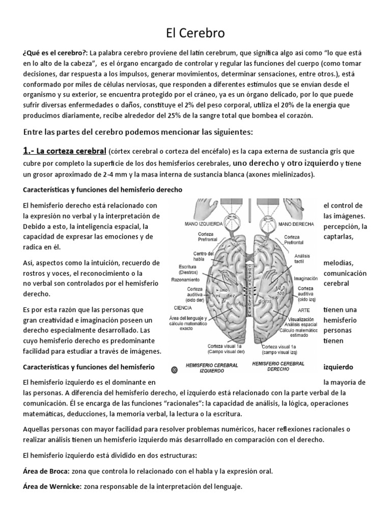 El Cerebro Pdf Cerebro Hemisferio Cerebral