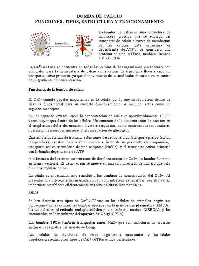 Funciones y Tipos de Bombas de Calcio | PDF | Calcio | Citosol