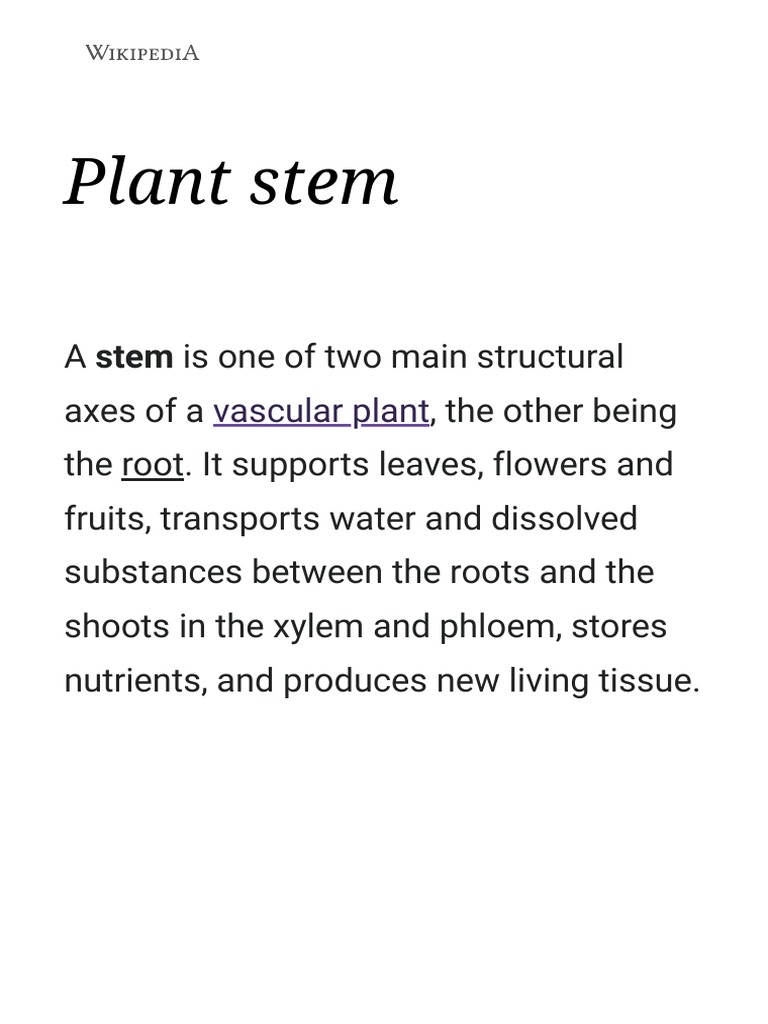 Plant Stem - Wikipedia | PDF | Plant Stem | Anatomy