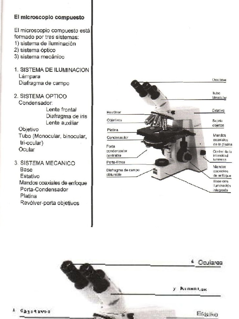 Partes Del Microscopio Compuesto Cuáles Son Las Direcciones