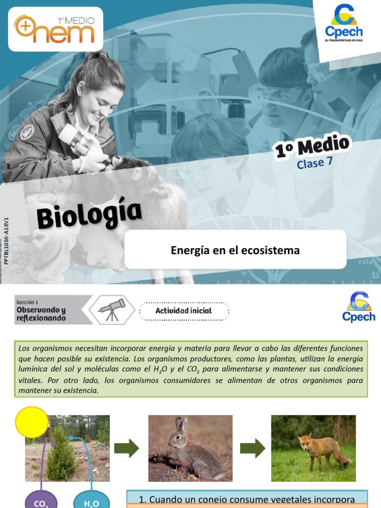 Flujo de Energía y Materia en Ecosistemas | PDF | Fotosíntesis | Red ...