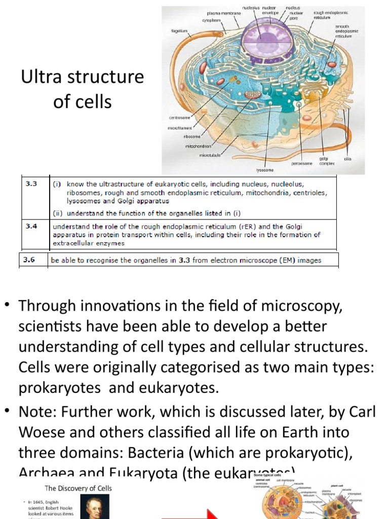 2 Ultra Structure of Cells | PDF | Endoplasmic Reticulum | Cell Nucleus