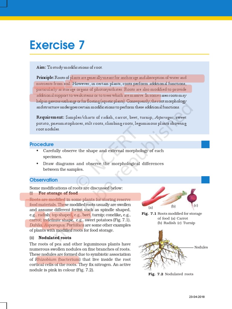 Morphology Practical-1 - 220624 - 093751 | PDF | Root | Plants