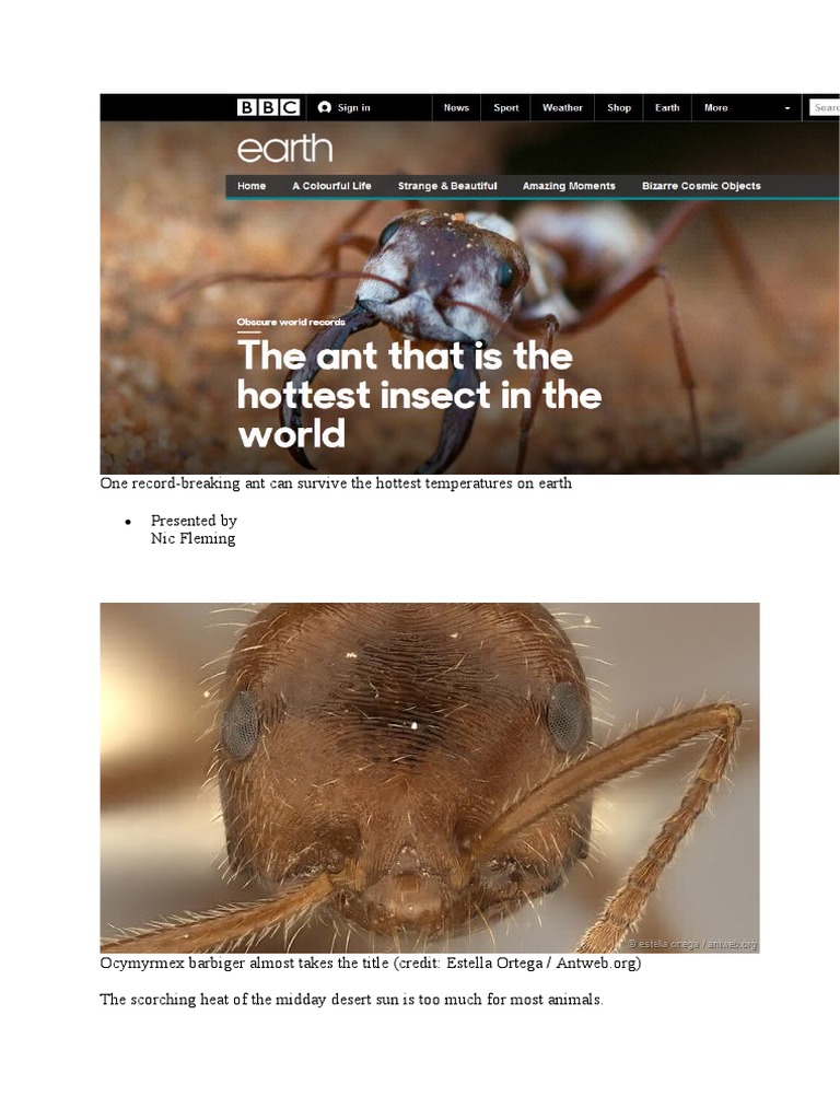 Hottest Insect in The World | PDF | Ant | Desert