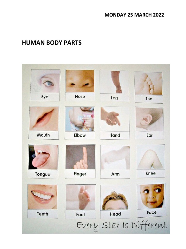 Human Body Parts: Monday 25 March 2022 | PDF | Career & Growth
