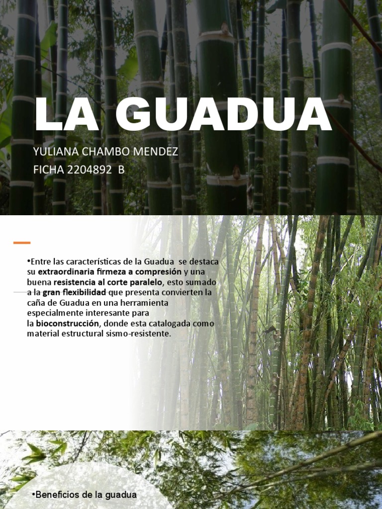 La Guadua | PDF