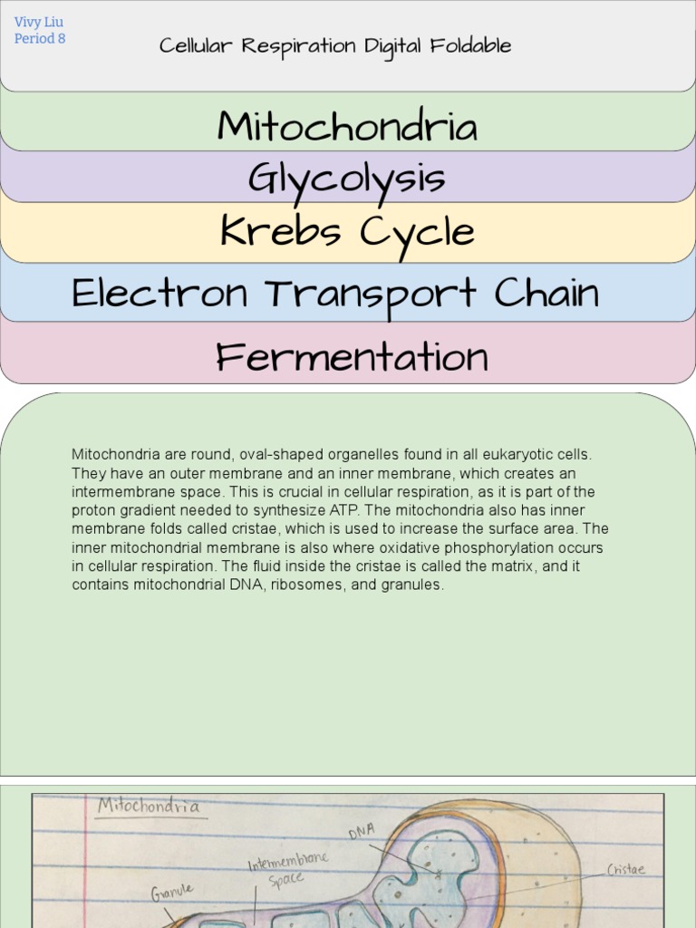 Cellular Respiration Foldable | PDF | Cellular Respiration | Adenosine ...