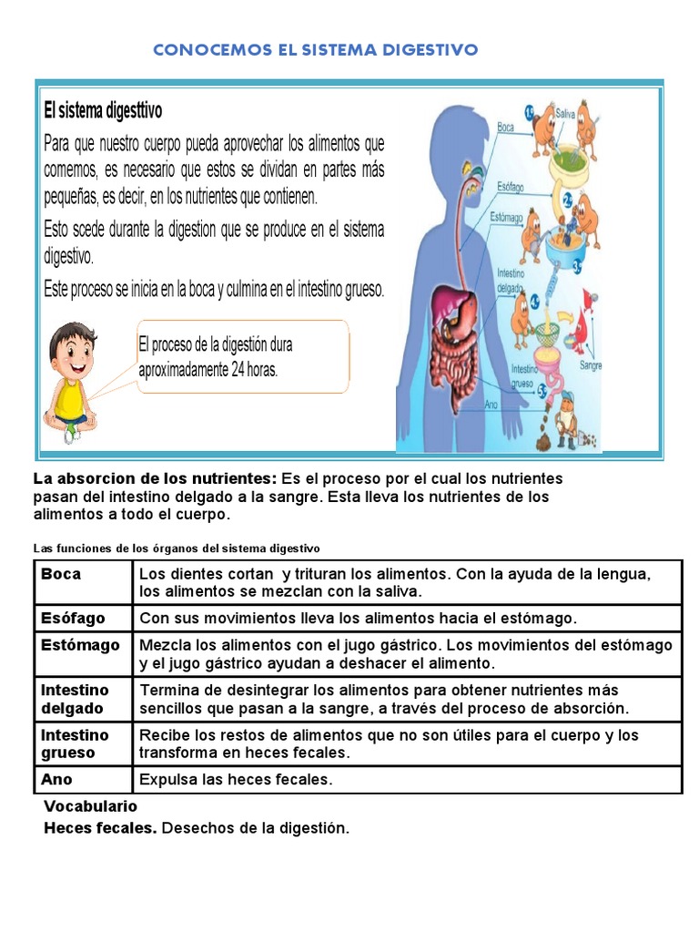 Ficha Del Sistema Digestivo | PDF | Digestión | Sistema digestivo humano