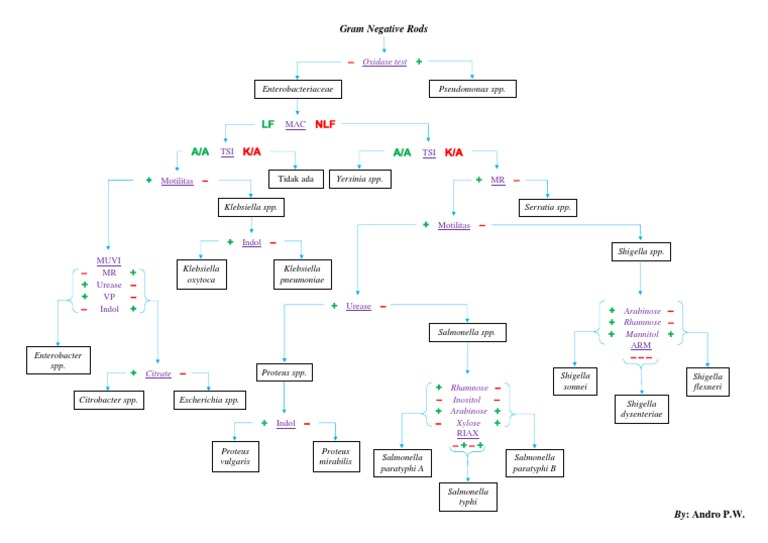 Gram Negative Rods: Oxidase Test | PDF | Gram Negative Bacteria ...