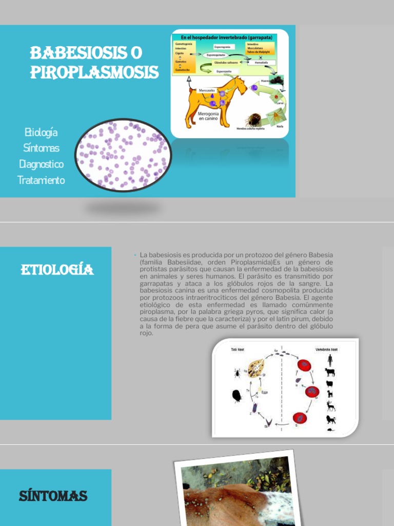 Babesiosis o piroplasmosis: Etiología, síntomas, diagnóstico y ...