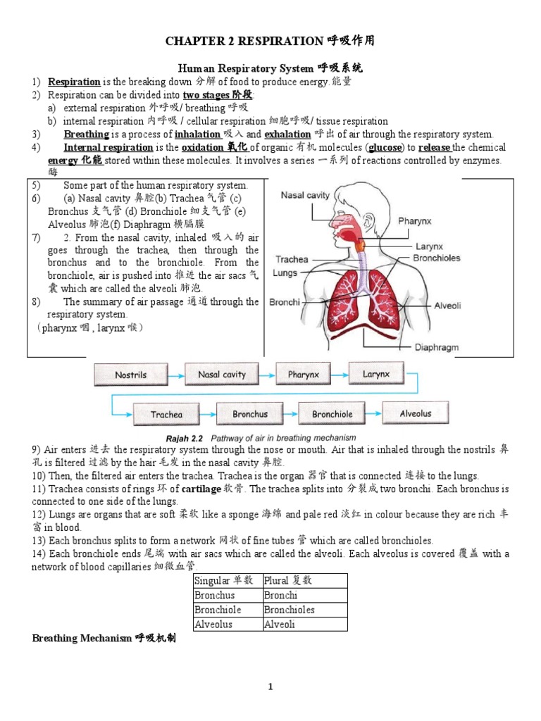 F3 Chapter 2 Respiration | PDF | Respiratory System | Stoma