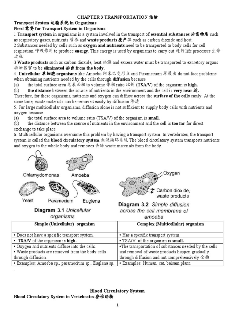 F3 Chapter 3 Transportation | PDF | Circulatory System | Heart