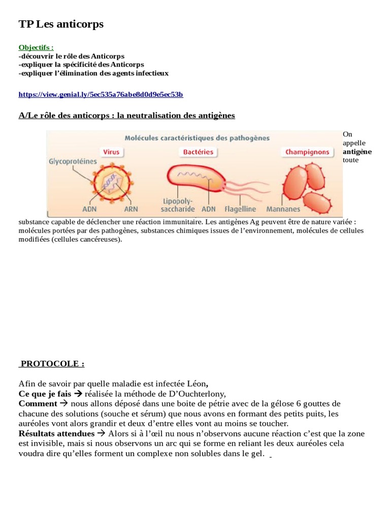 TP - Anticorps | PDF | Anticorps | Antigène