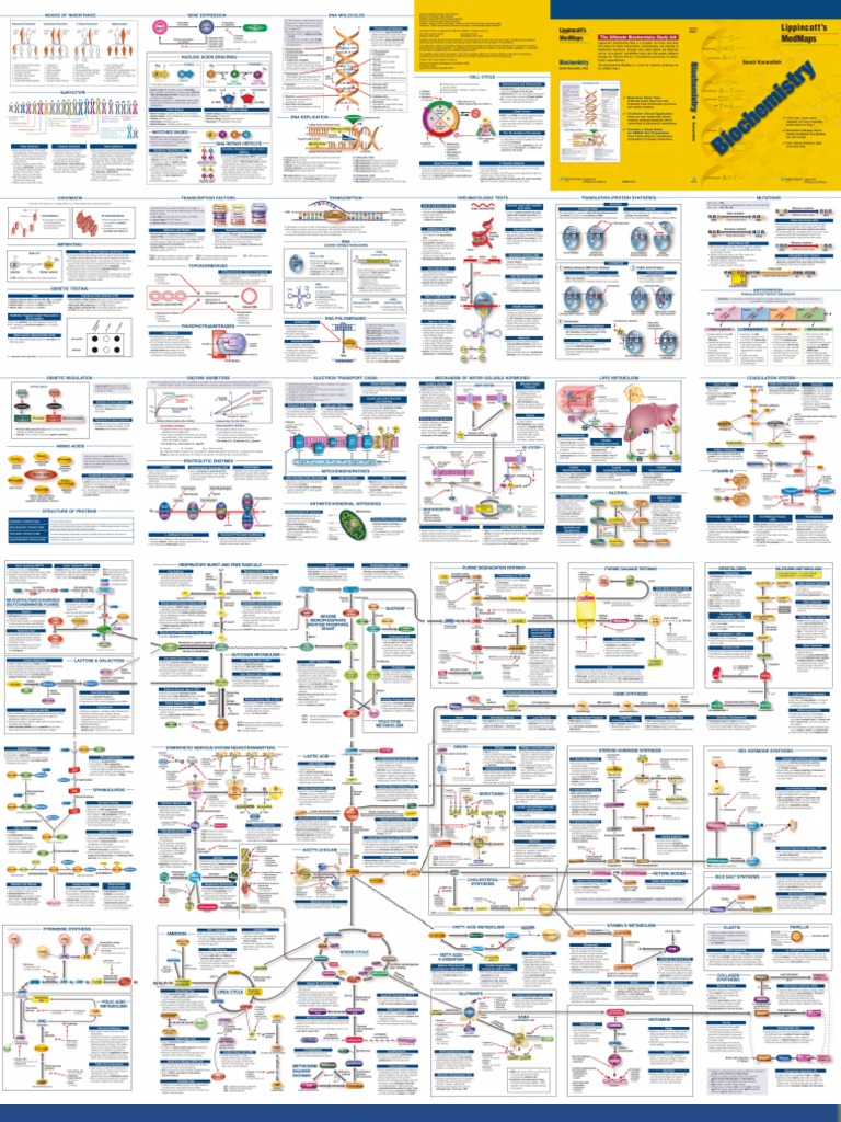 BioChem Map | PDF | Dna Replication | Primer (Molecular Biology)