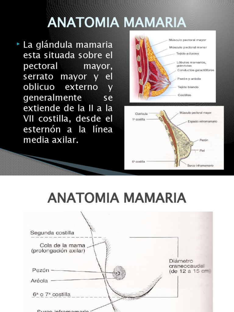 Anatomia Mamaria - CLASIFICACIÓN DE SENOS | PDF | Pecho | Anatomía