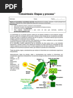 Ciclosis y Procesos Celulares Esenciales | PDF | Fotosíntesis ...