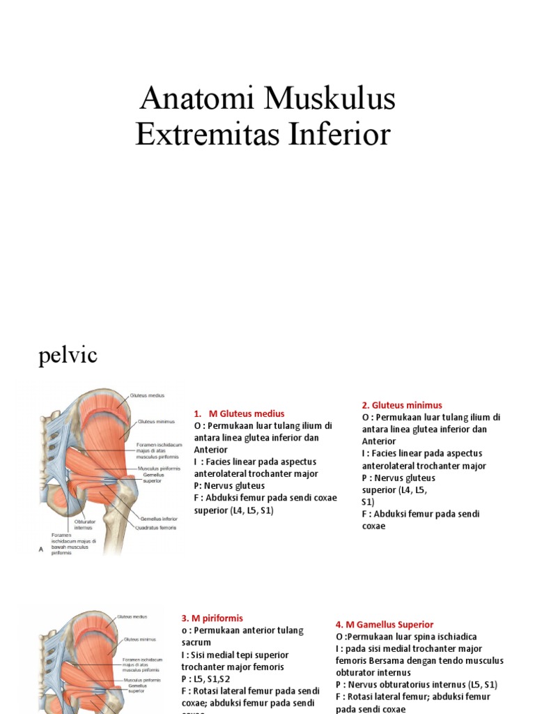 LO3 Anatomi Muskulus Extremitas Inferior | PDF