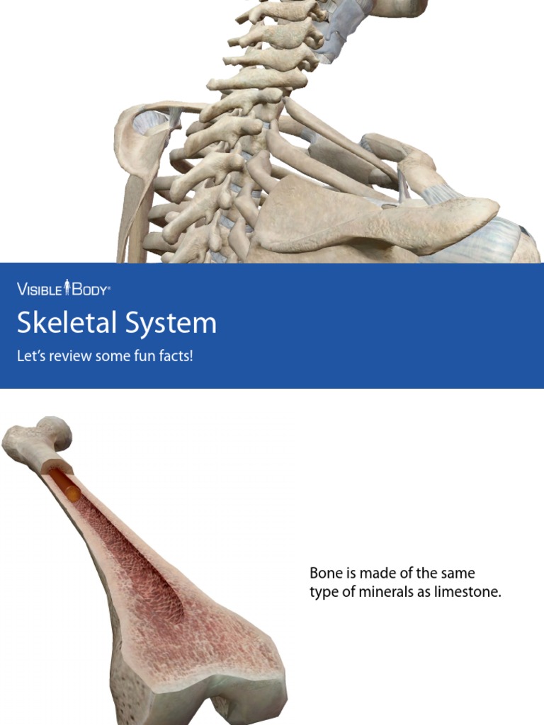 Skeletal System: Let's Review Some Fun Facts! | PDF | Bone | Skeleton