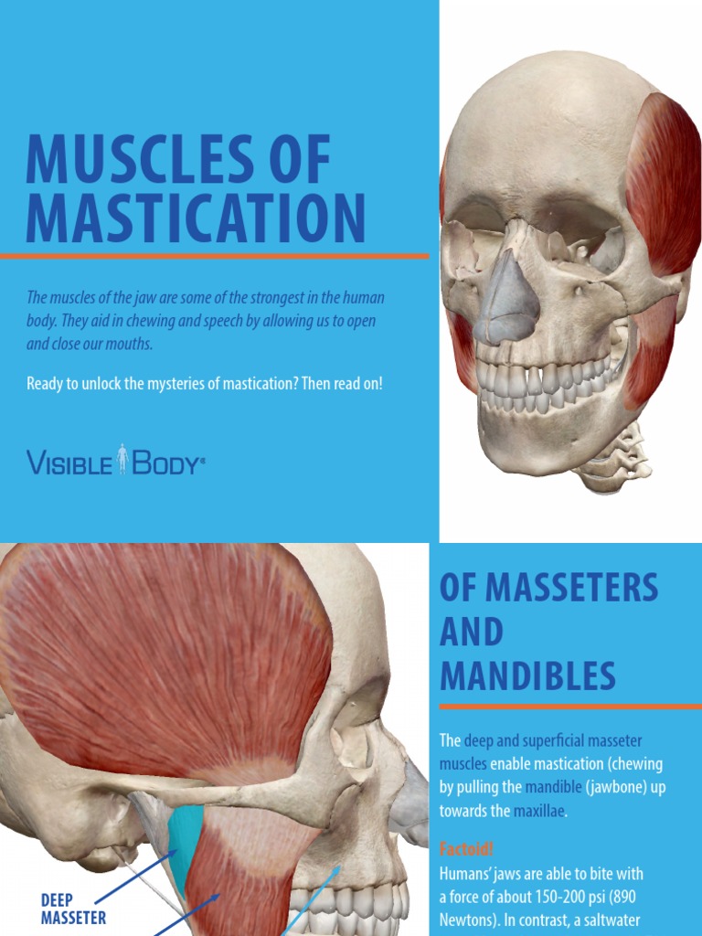 VisibleBody Mastication | PDF | Musculoskeletal System | Human Head And ...