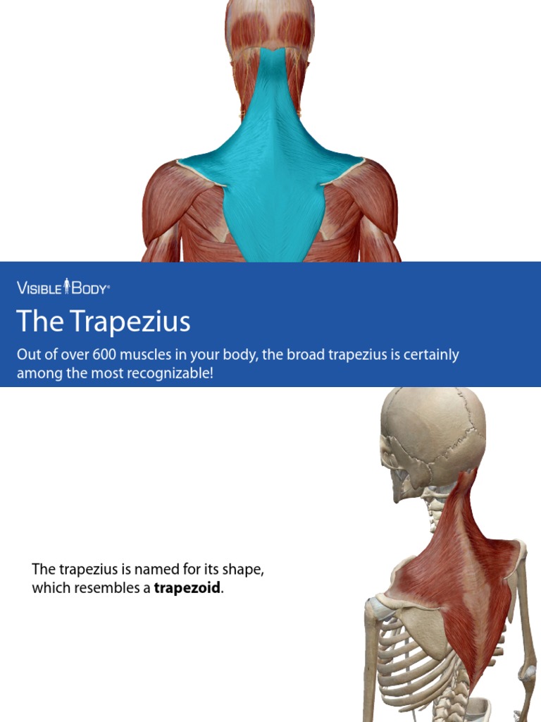 VisibleBody Trapezius | PDF | Anatomy | Soft Tissue