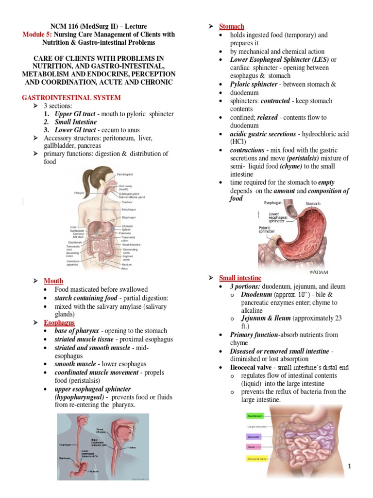 NCM 116 - Git (Module 5) | PDF | Esophagus | Gastroesophageal Reflux ...