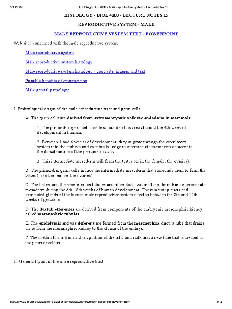 Male Reproductive System Histology | PDF | Testicle | Meiosis