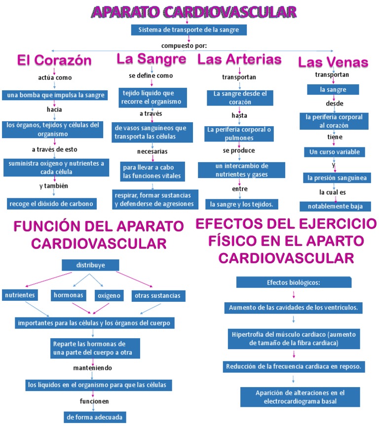 Aparato Cardiovascular Mapa Conceptual | PDF | Sangre | Corazón
