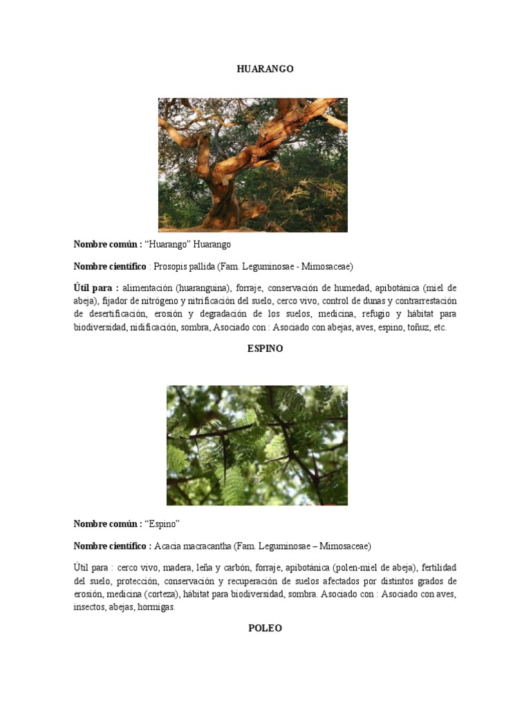HUARANGO | PDF | Aceituna | Hoja