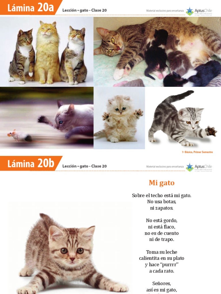 Material Educativo 1º Básico: Gato y Amistad | PDF