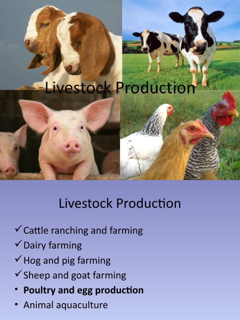 Poultry Production Overview and Processes | PDF | Chicken | Poultry