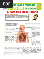 Sistema Respiratorio para Quinto Grado | PDF | Pulmón | Sistema ...
