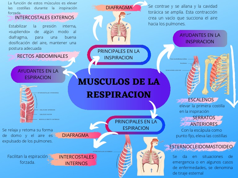Musculos De La Respiracion Pdf